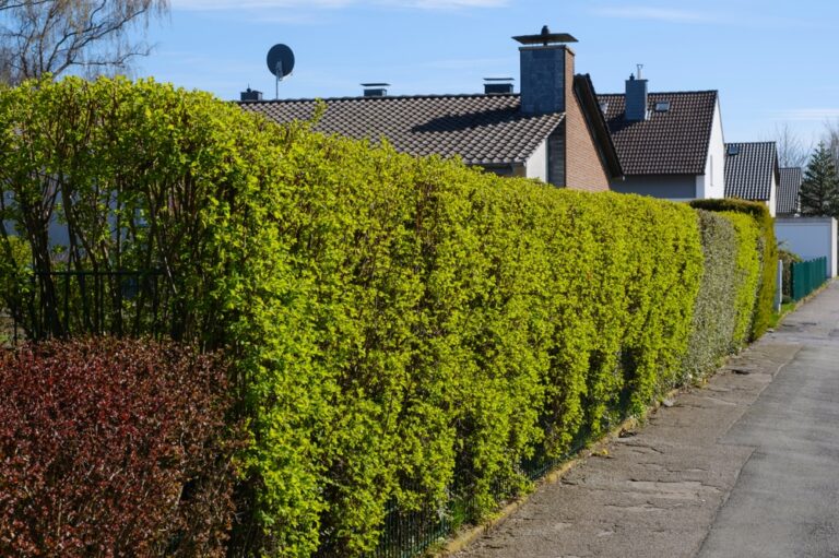 When to Trim a Privet Hedge | Cordless Gardening Tools